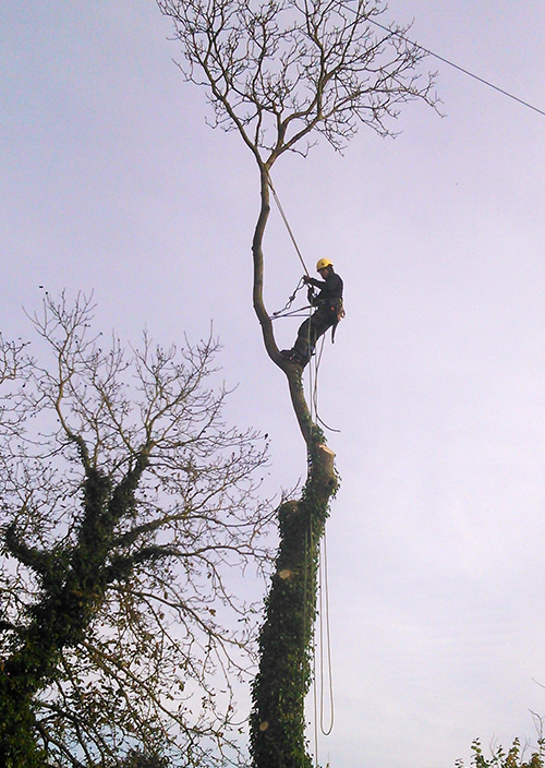 Tree cutter - Urban Climbing